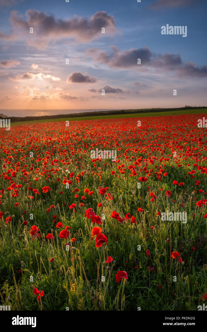 West pentire cornwall hi-res stock photography and images - Alamy