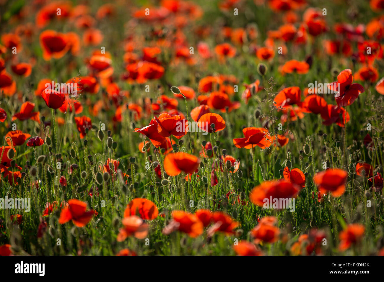 West pentire cornwall hi-res stock photography and images - Alamy