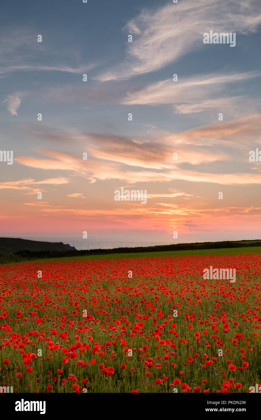 West pentire poppies hi-res stock photography and images - Alamy