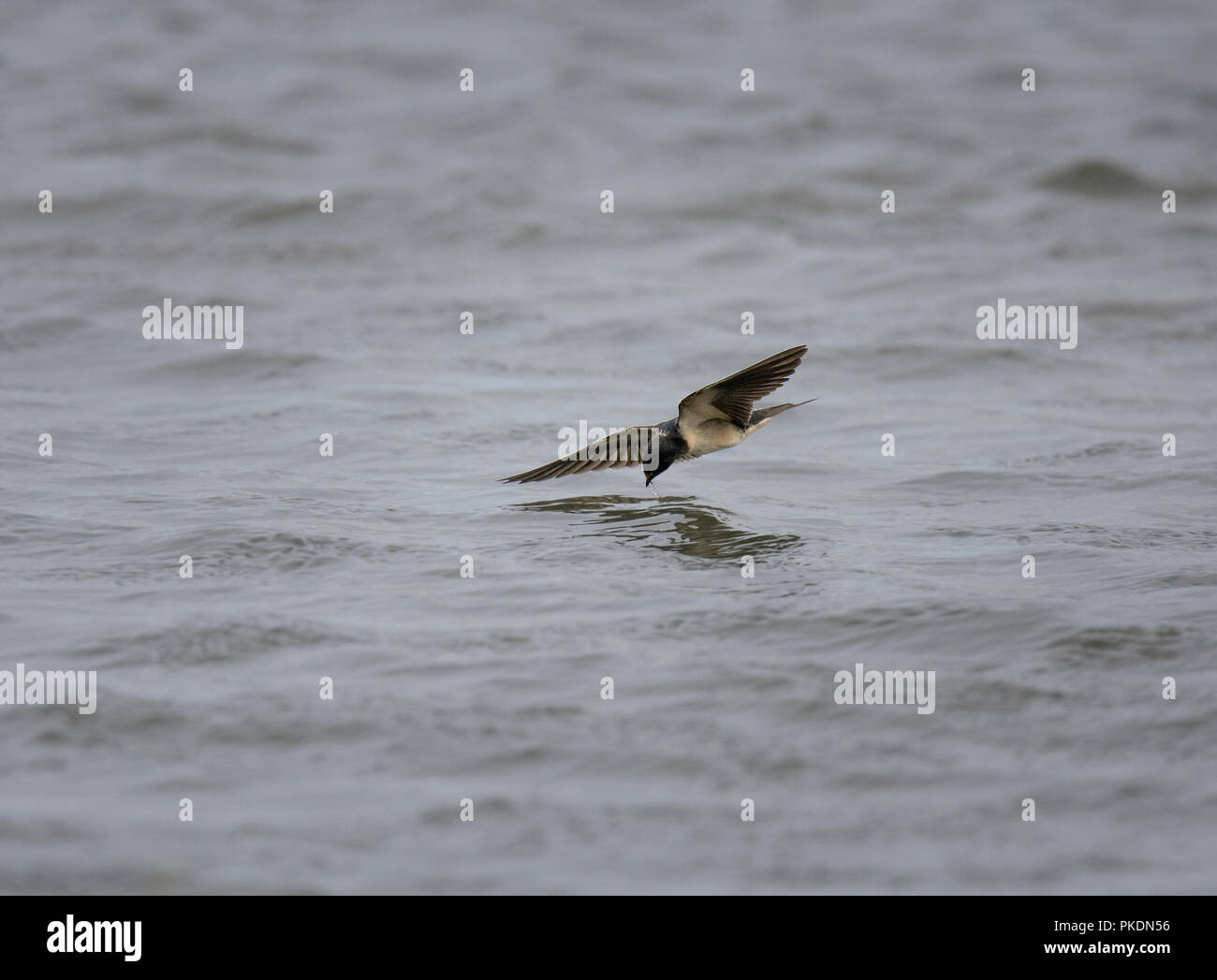 Swallow drinking in flight hi-res stock photography and images - Alamy