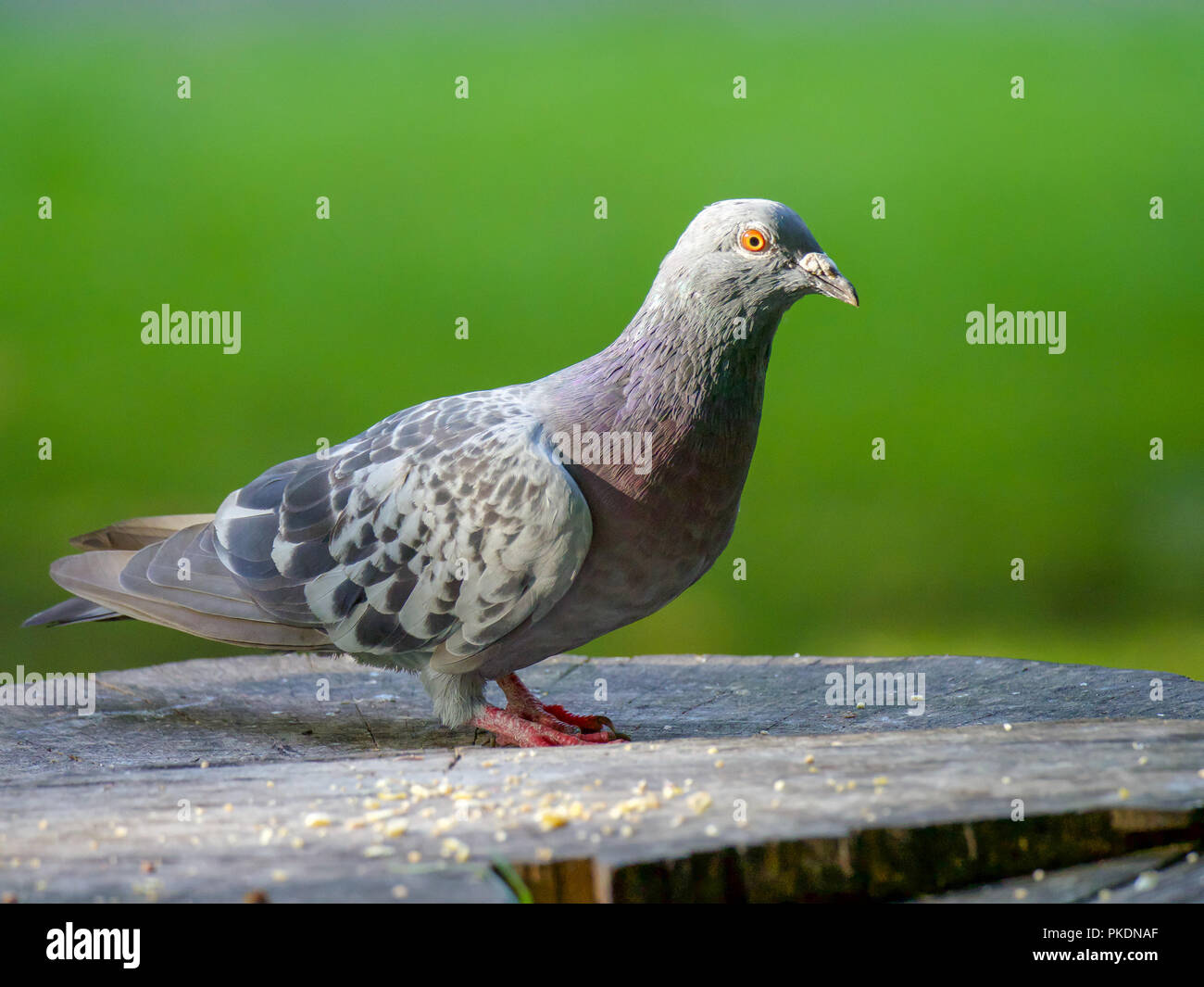 A common feral pigeon sat on a tree stump looking at the camera Stock ...