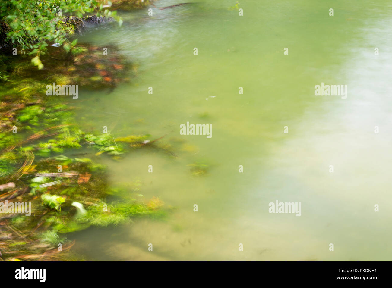 Lake Windermere turned green by an algal bloom. Warmer water ...