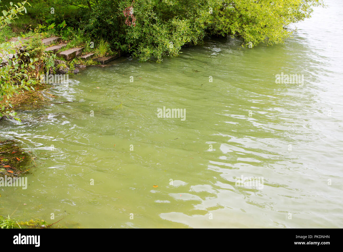 Lake Windermere turned green by an algal bloom. Warmer water ...