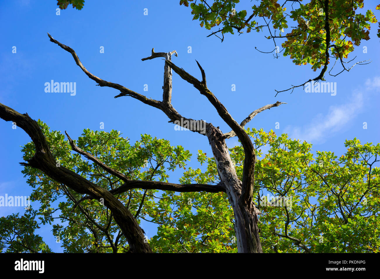 Branches dead and alive hi-res stock photography and images - Alamy