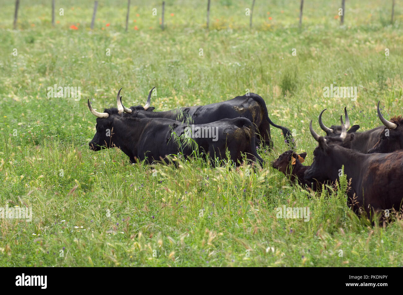 France - Taureau Camargue - vaches et veau - Toro - Bull of Camargue ...