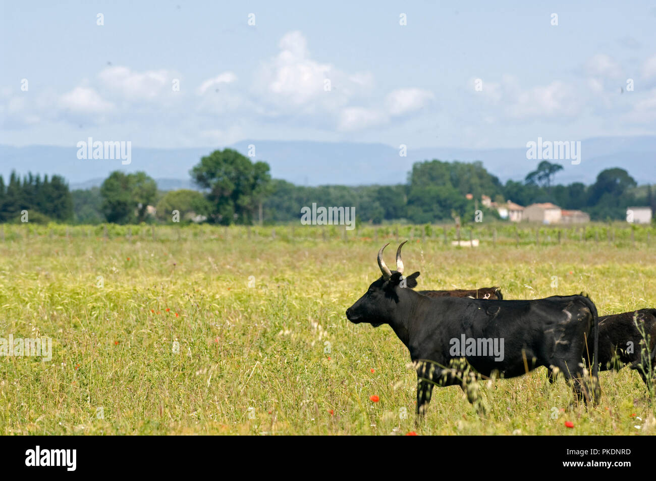 Vache Camarguaise - Cow - Cattle - Camargue - France Stock Photo - Alamy