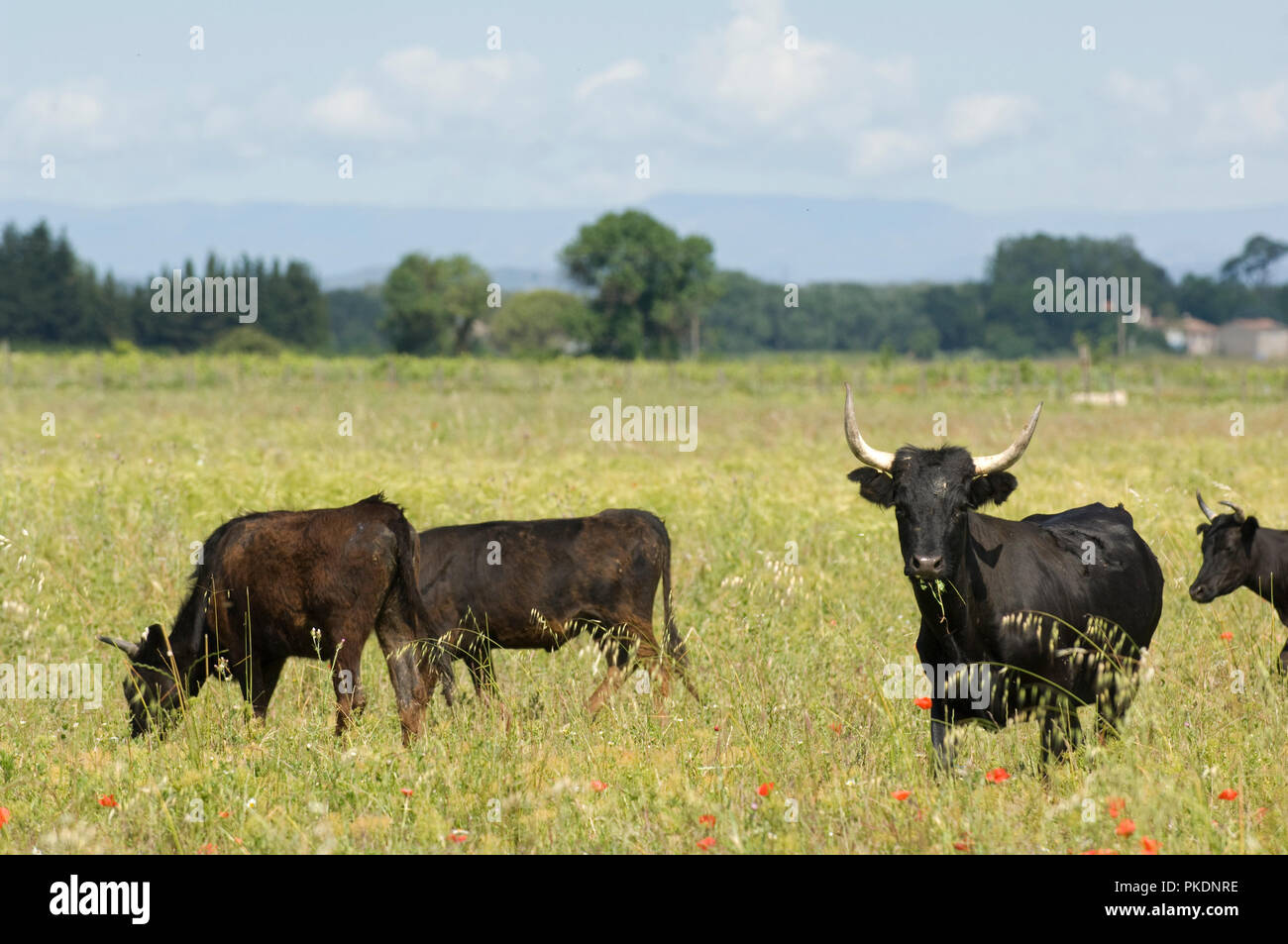 Vache Camarguaise - avec veaux - Cow - Cattle - with calves - Camargue ...