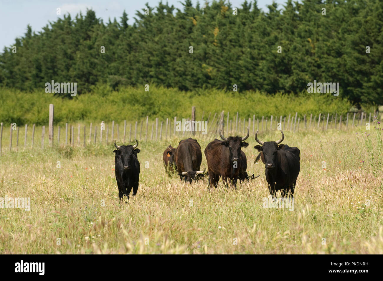 Vache Camarguaise - Cow - Cattle - Camargue - France Stock Photo - Alamy