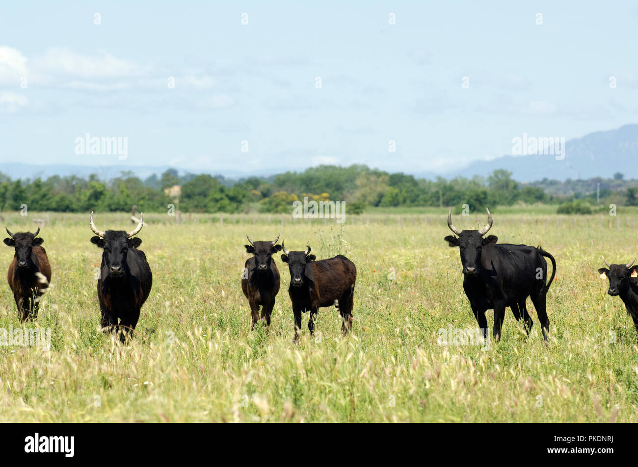 Vache Camarguaise - avec veau - Cow - Cattle - with calf - Camargue ...