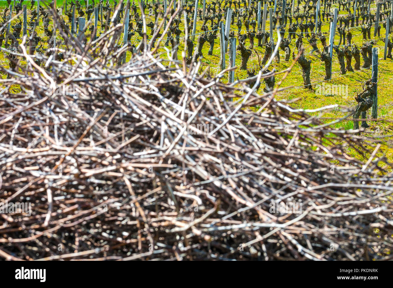 Pile of clipped twigs from grape vines - France Stock Photo - Alamy