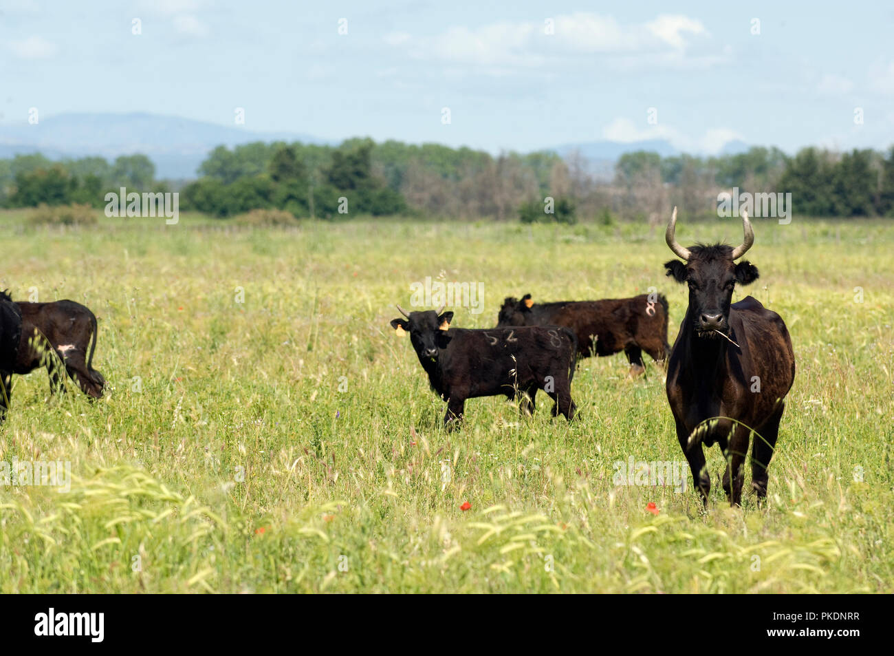 Vache Camarguaise - Cow - Cattle - Camargue - France Stock Photo - Alamy