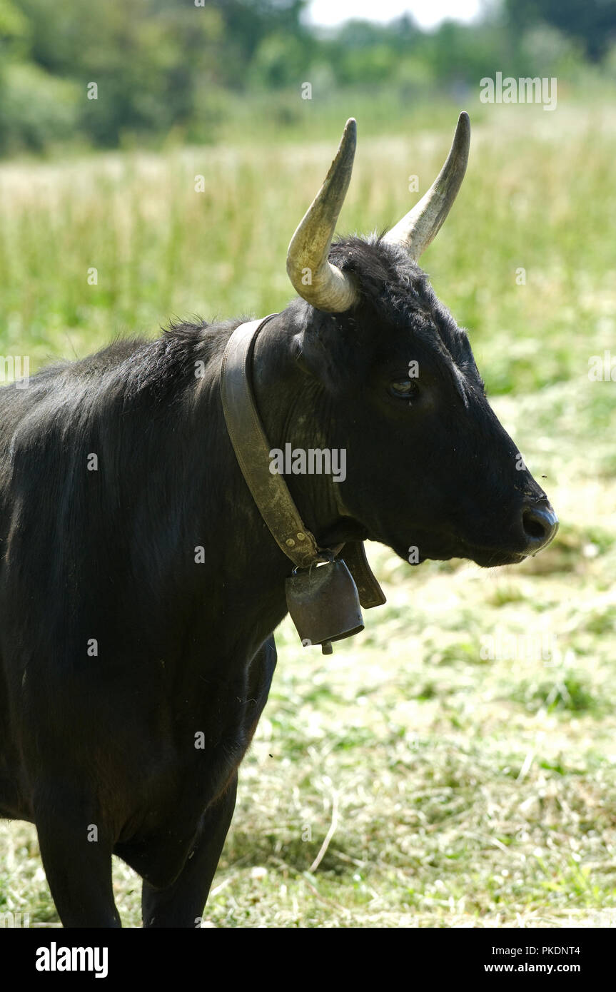 Vache Camarguaise - Simbelle - Cow - Cattle - Camargue - France Stock ...
