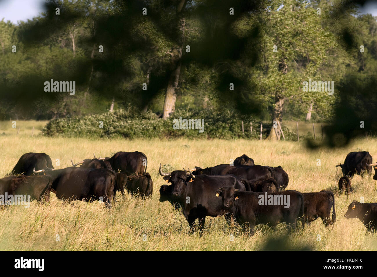 Vache Camarguaise - avec veau - Cow - Cattle - with calf - Camargue ...