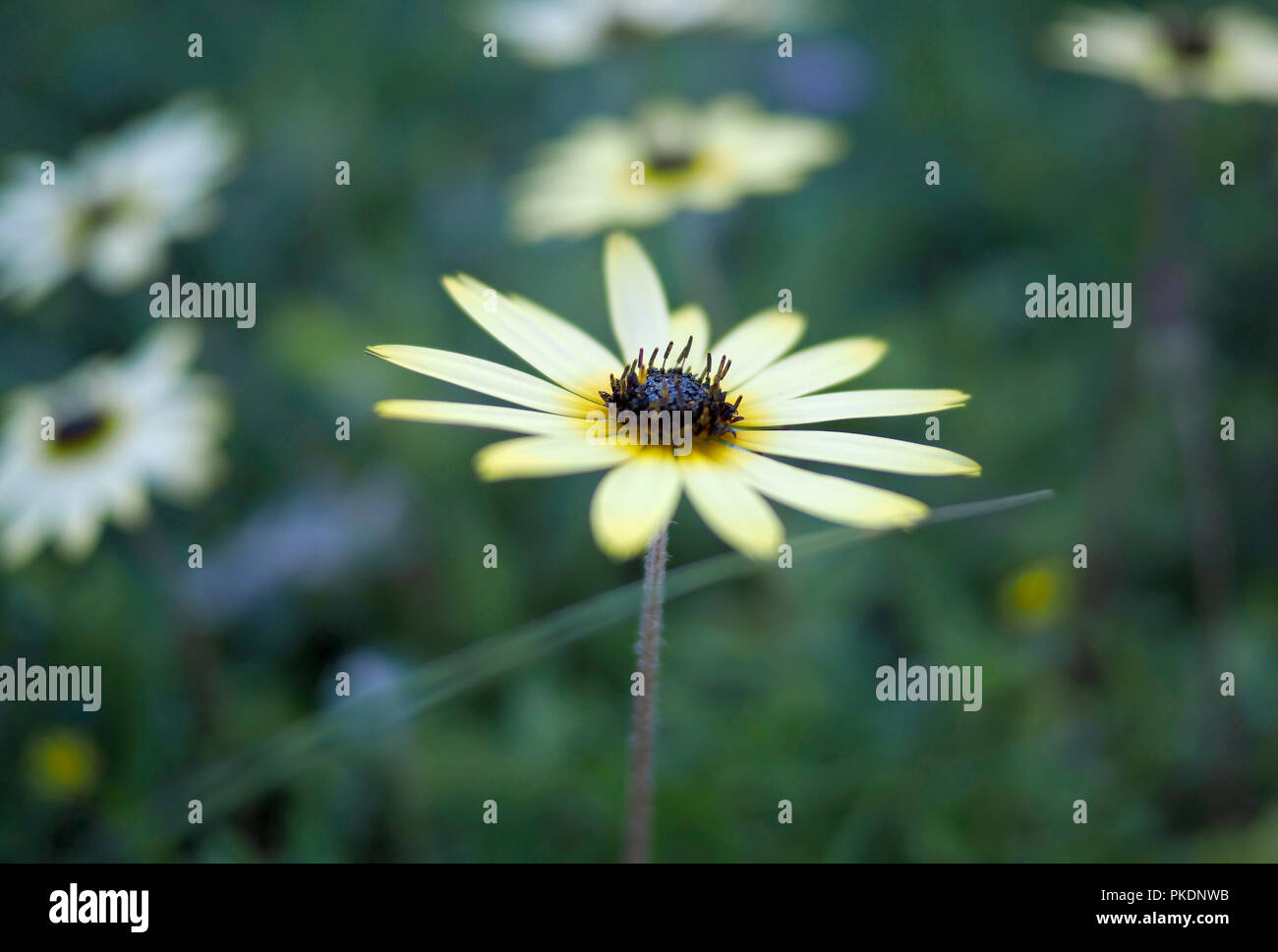 Yellow floral macro hi-res stock photography and images - Alamy