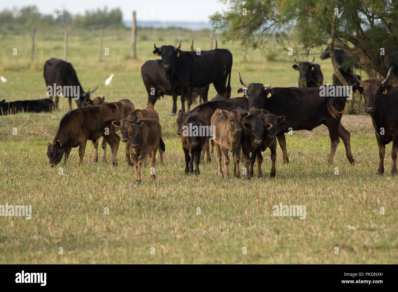 Veaux camarguais - Calves of Camargue - France Stock Photo - Alamy