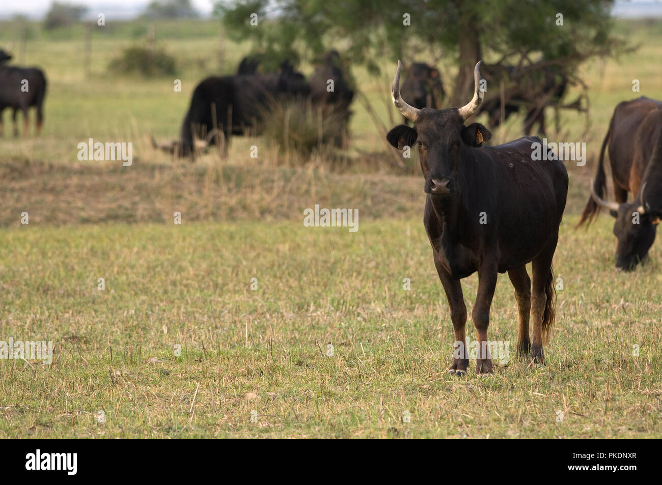 Vache Camarguaise - Cow - Cattle of Camargue - France Stock Photo - Alamy