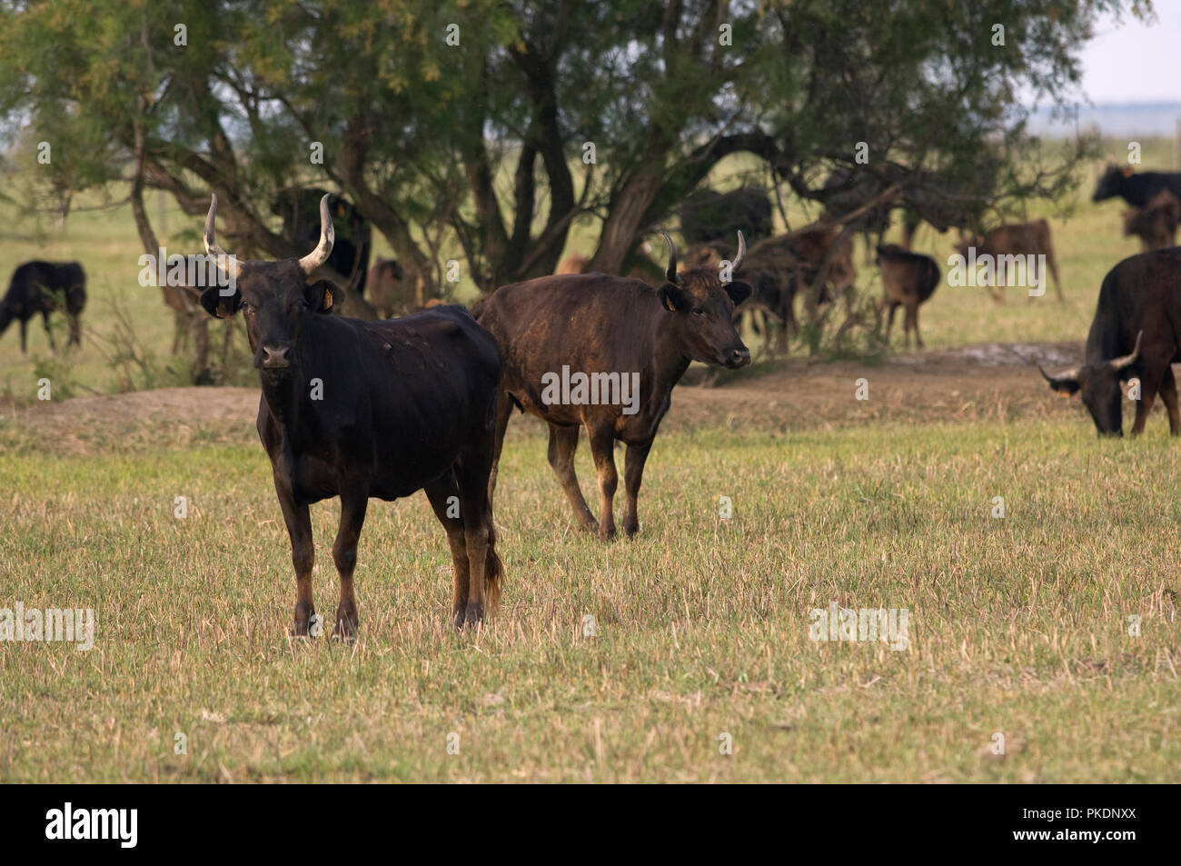 Vache Camarguaise - Cow - Cattle of Camargue - France Stock Photo - Alamy