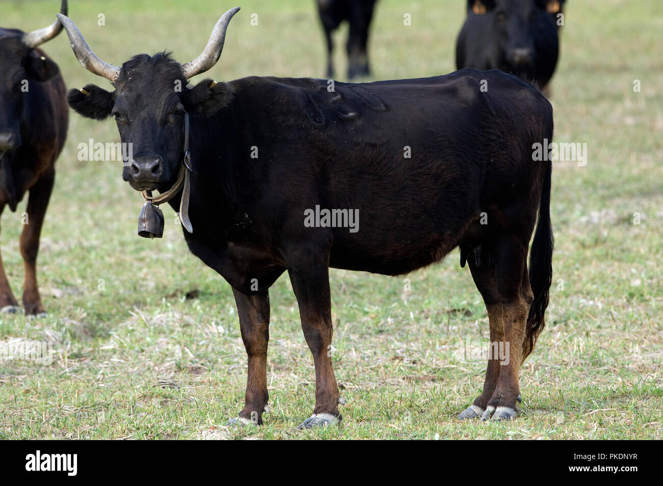 Vache Camarguaise - Simbelle - Cow - Cattle of Camargue - France Stock ...