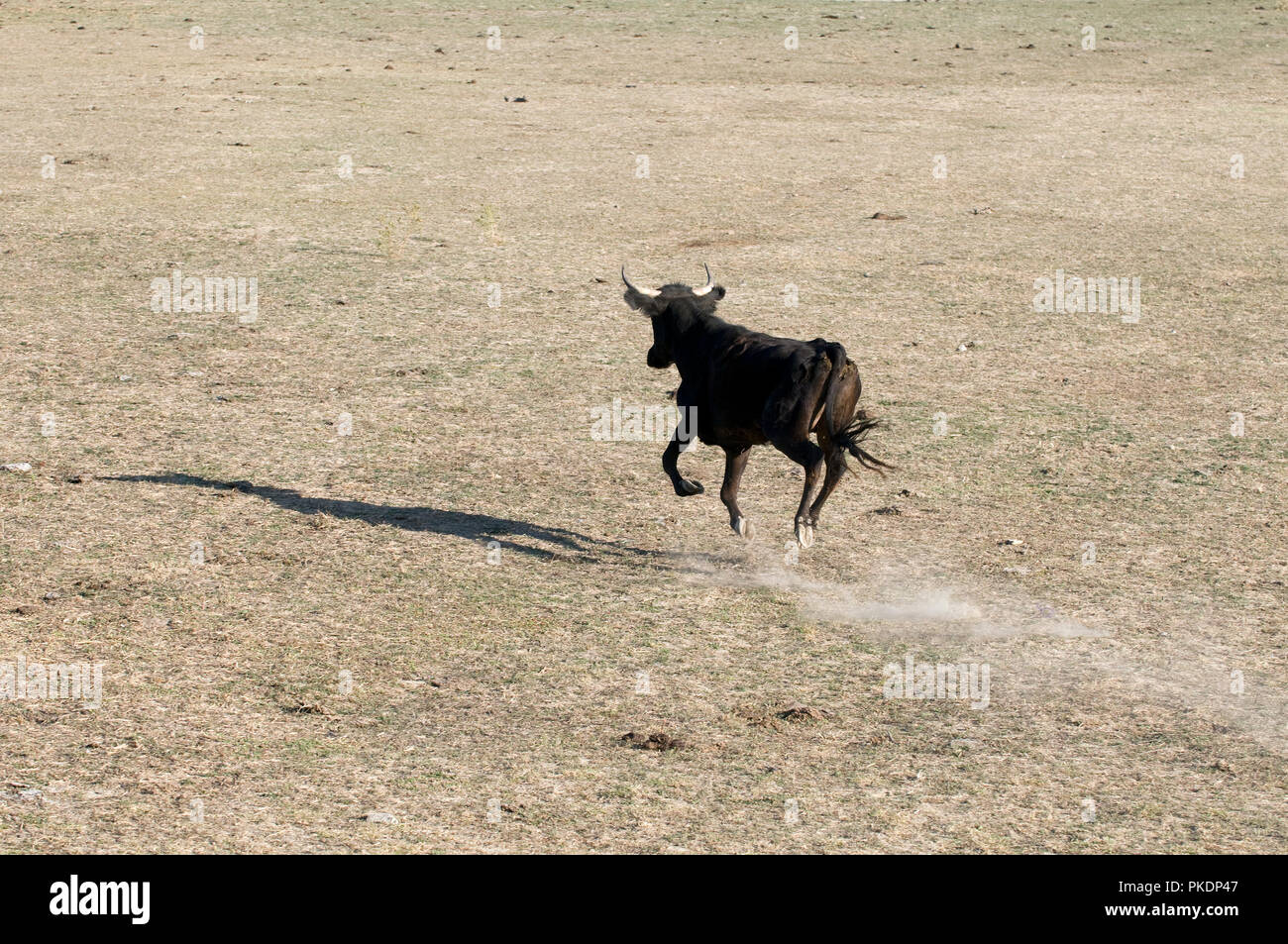 Vache Camarguaise - Cow - Cattle of Camargue - France Stock Photo - Alamy