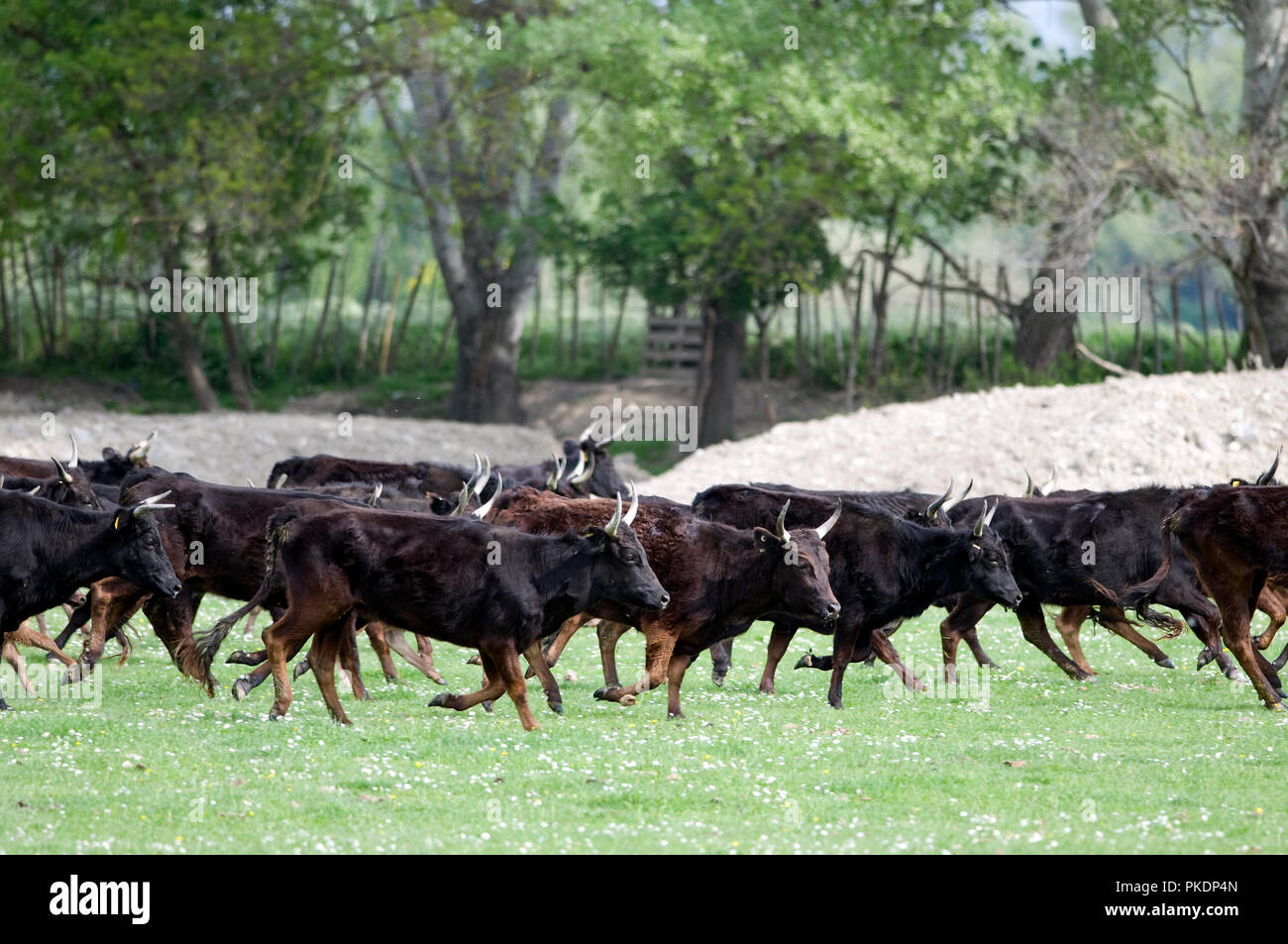 Vaches camarguaises - Cattle of Camargue - France Stock Photo - Alamy