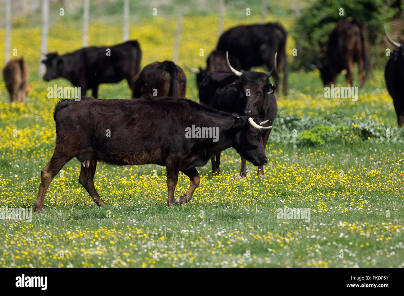 Vache Camarguaise - Cattle of Camargue - France Stock Photo - Alamy