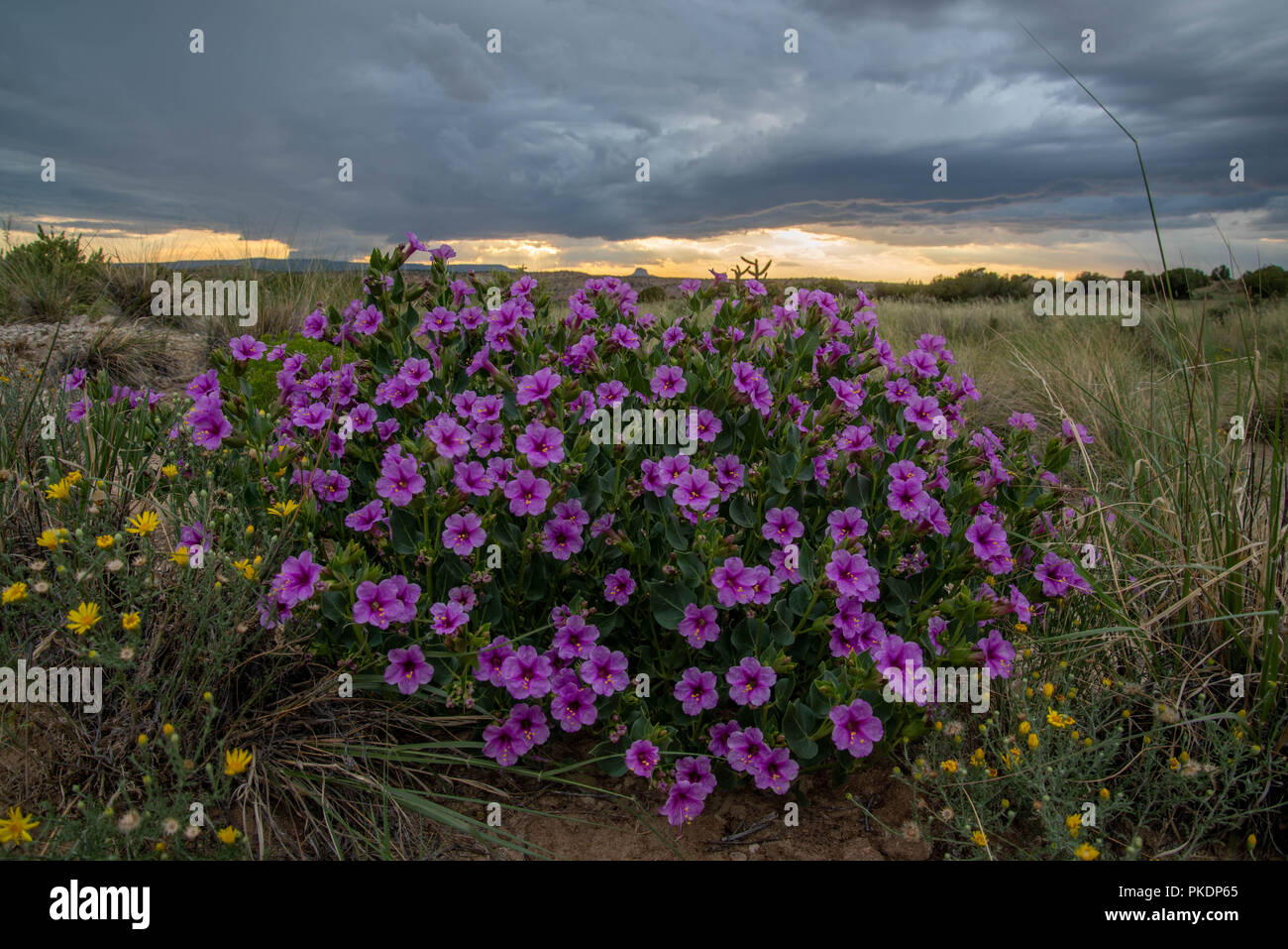 Colorado Four O'clock, (Mirabilis multiflora), Ojito Wilderness, New ...