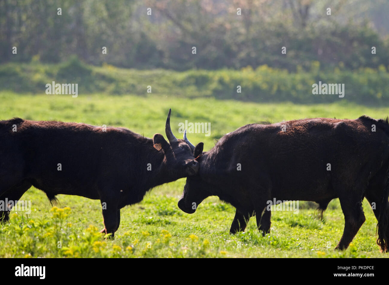 Taureau camarguais - Bull of Camargue - France Stock Photo - Alamy