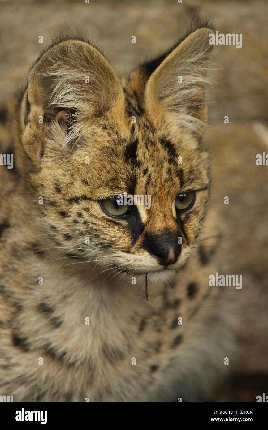 Serval cat kittens Stock Photo - Alamy