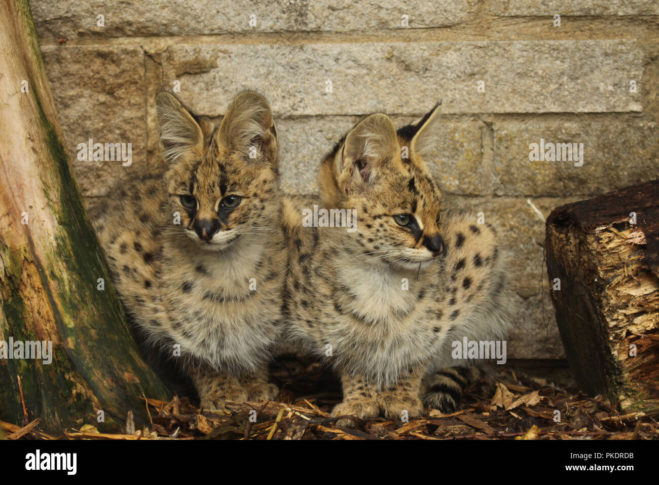Serval cat kittens Stock Photo - Alamy