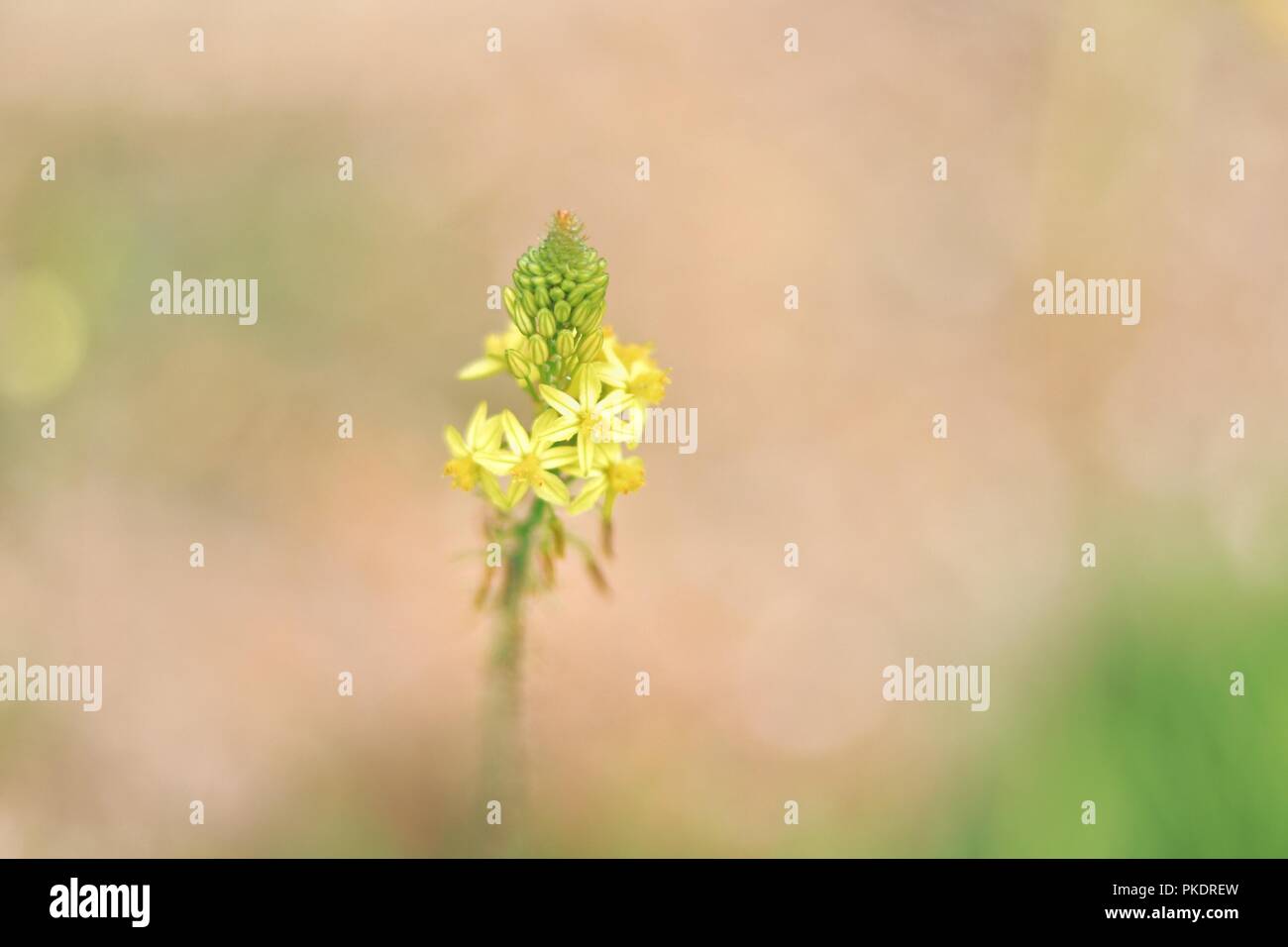 Bright tiny yellow flower stalk with star-shaped petals growing in the ...