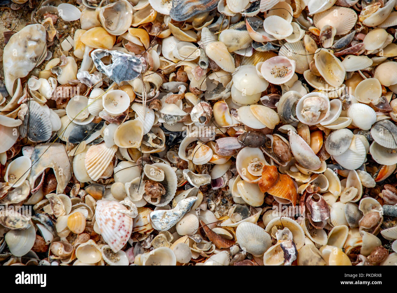 Sea shells, background and texture Stock Photo - Alamy