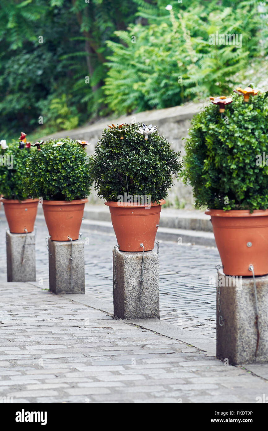 Common box tree flower hi-res stock photography and images - Alamy