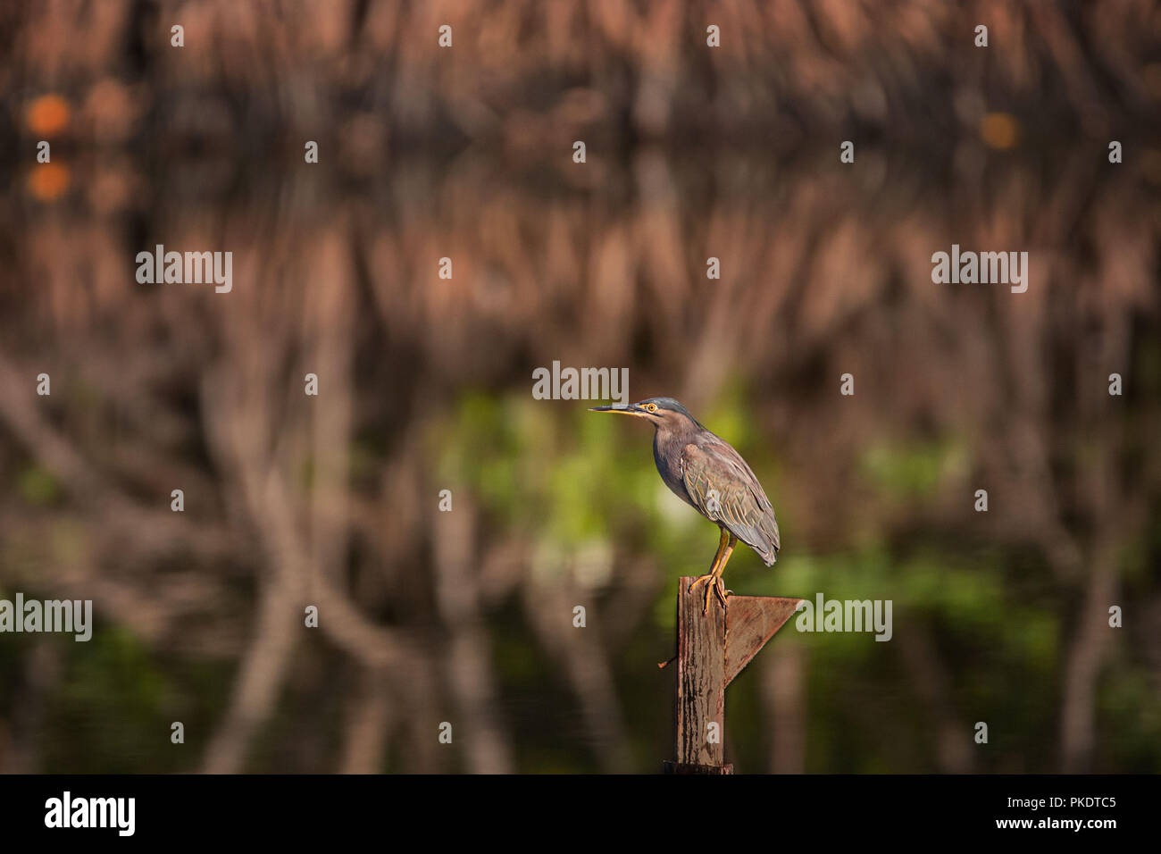 Striated Heron, egret forage on perch wildlife Bird watching in ...