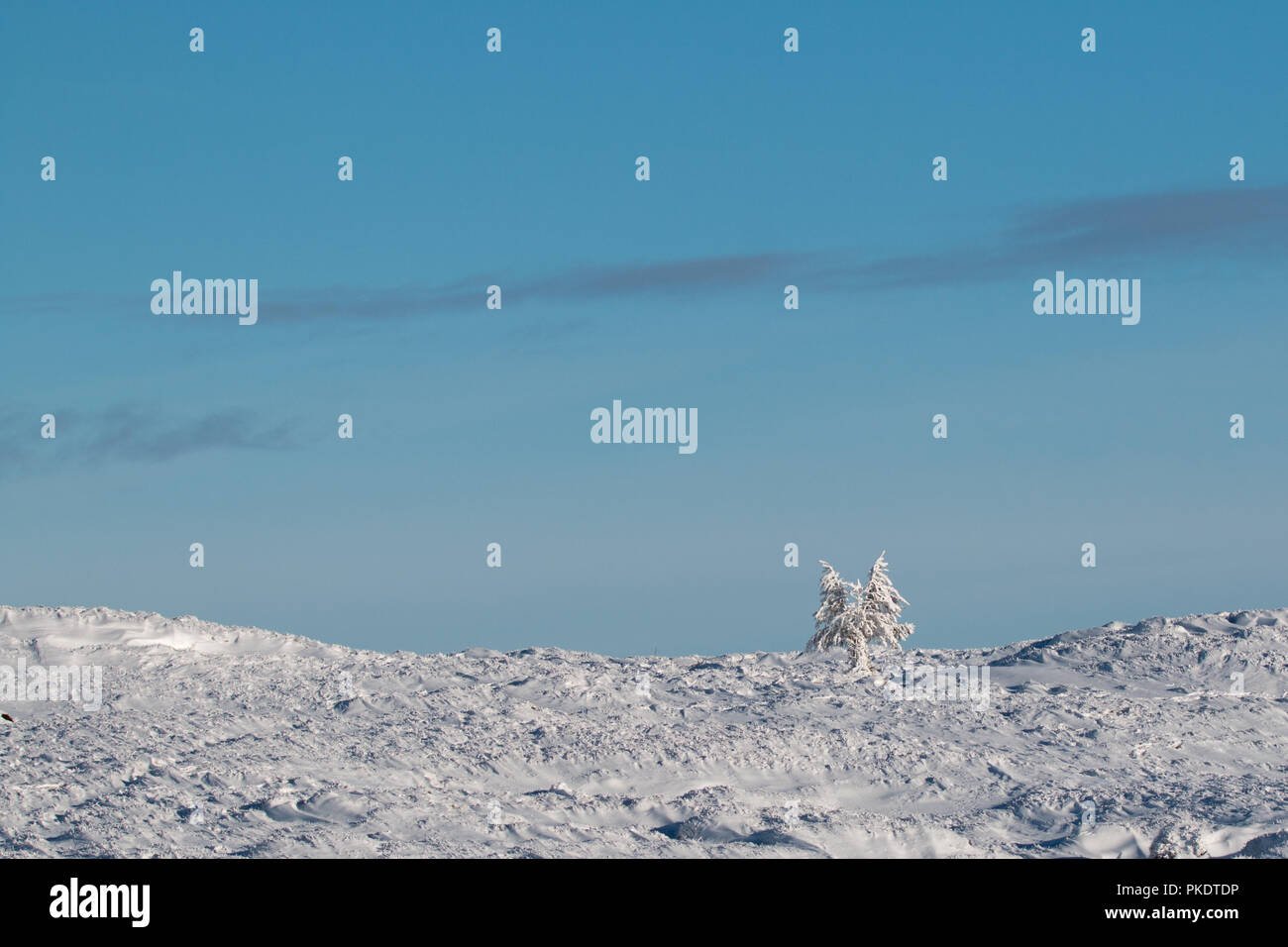 A lone tree, covered in fresh snow stands proud on the high peak moors ...