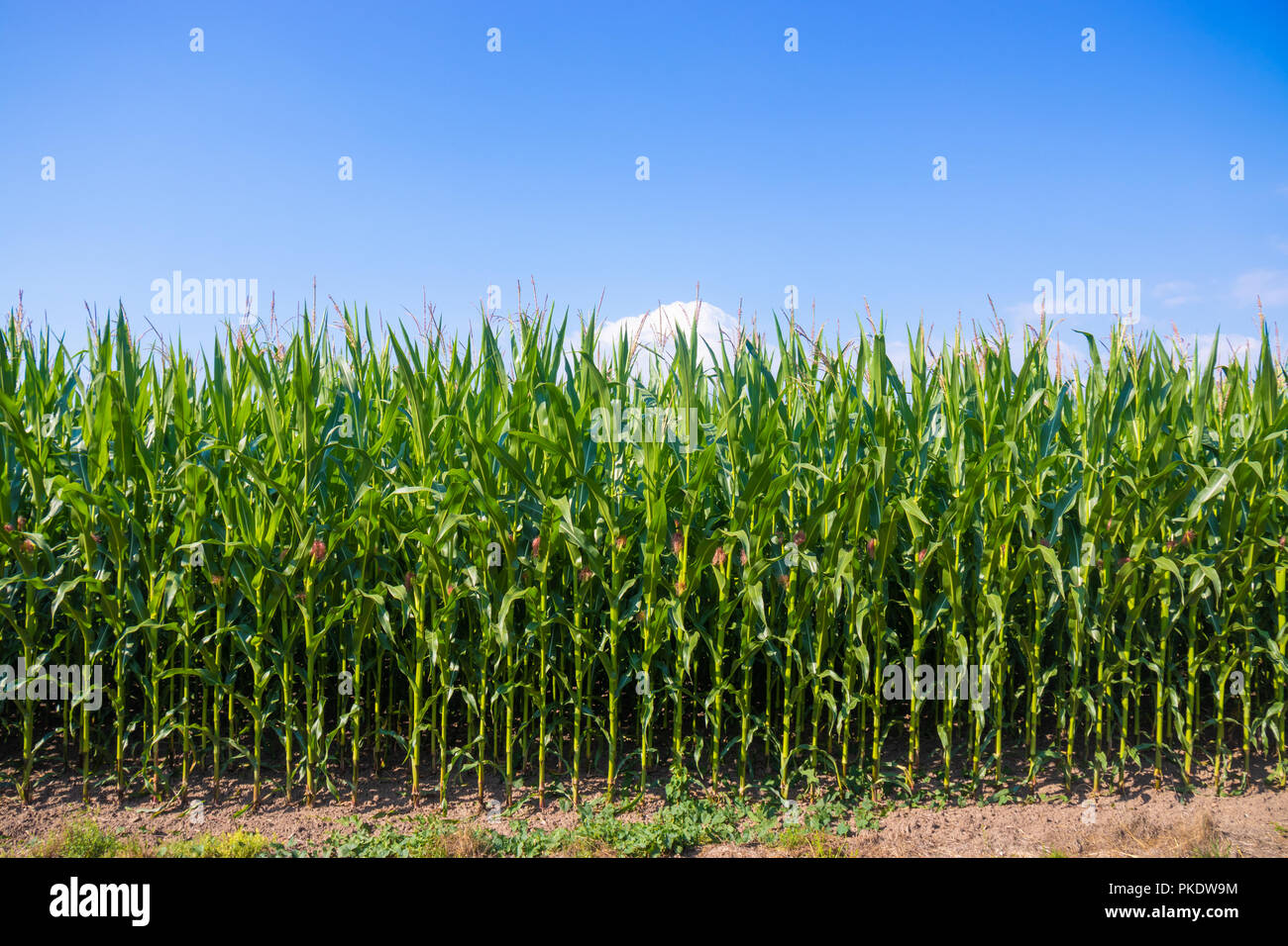 Corn field against a blue sky Stock Photo - Alamy