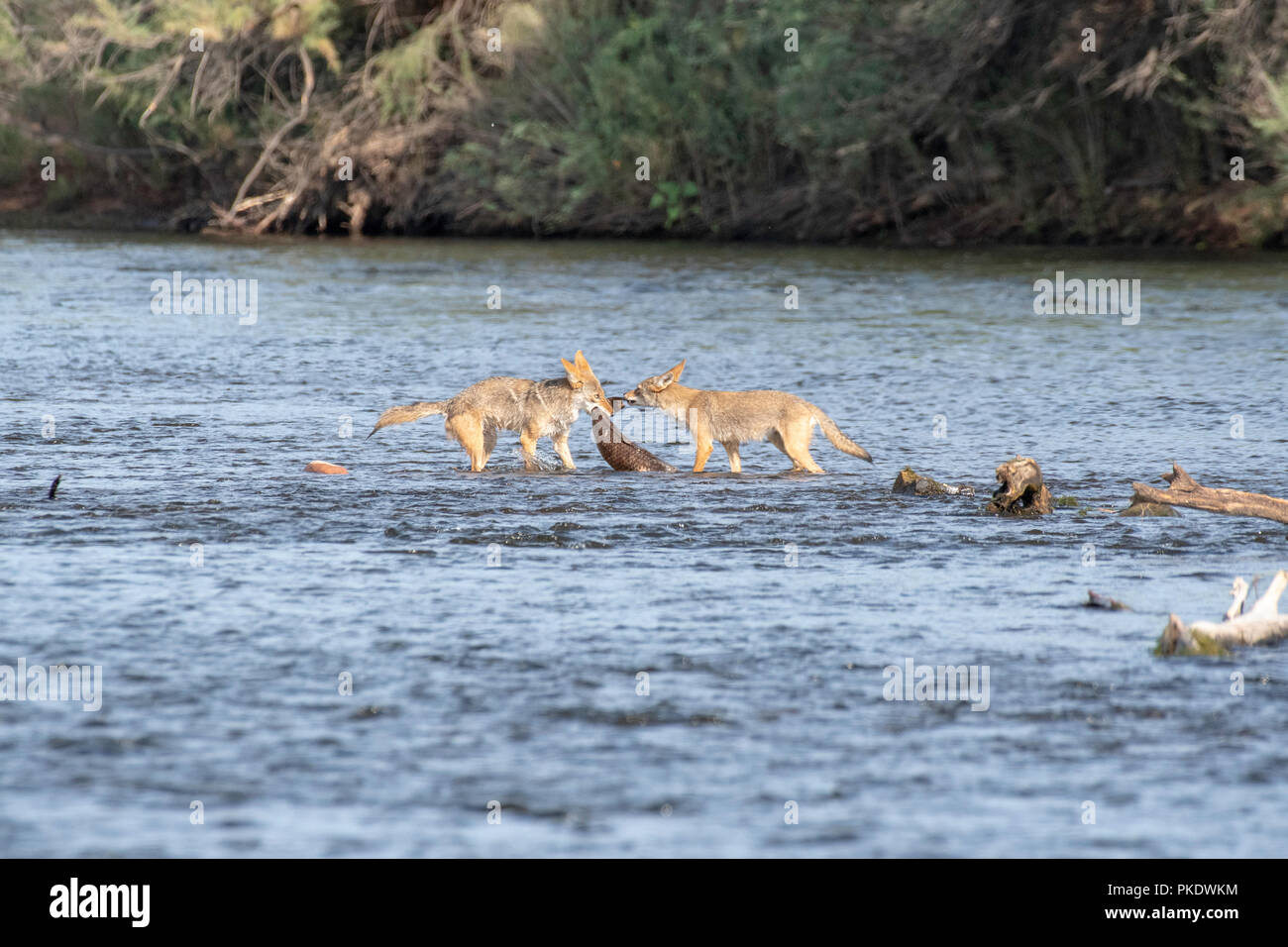 Coyotes Fighting Over Fish Stock Photo - Alamy