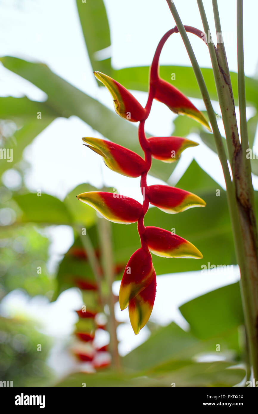 Claw Flower High Resolution Stock Photography and Images - Alamy