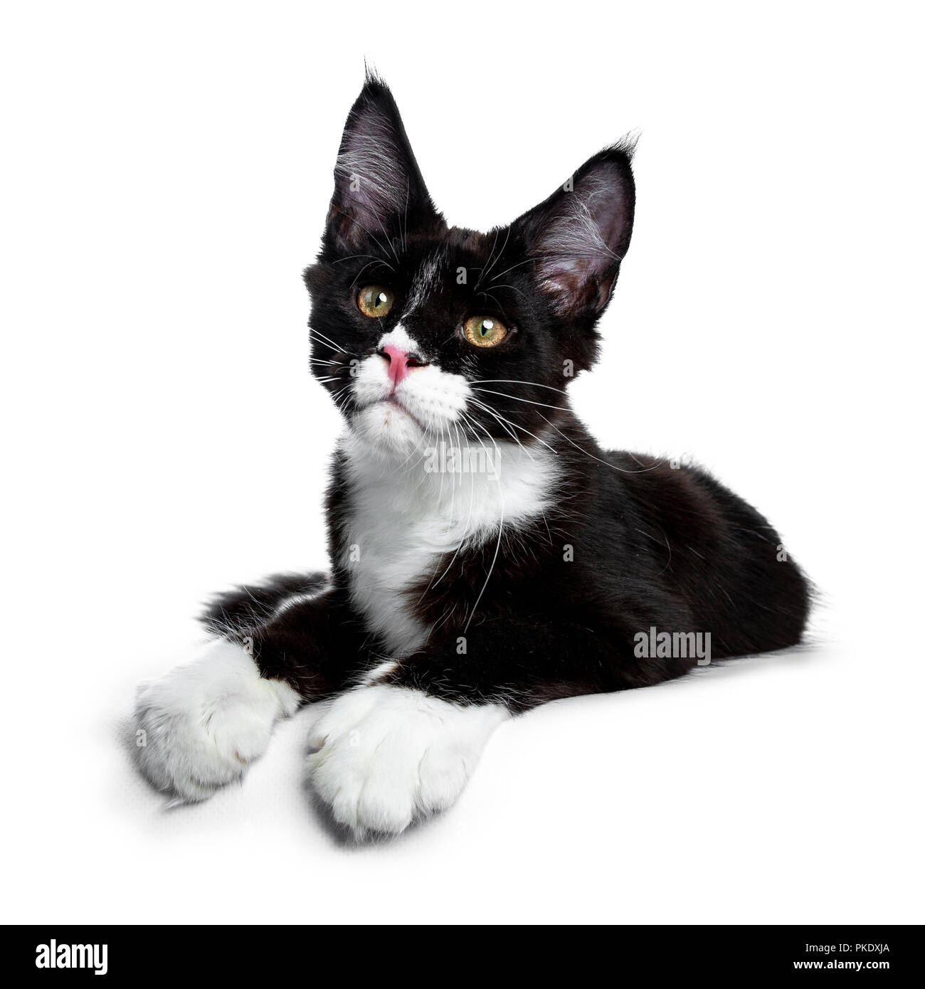 Super cute bat cat, black and white young Maine Coon cat kitten laying ...