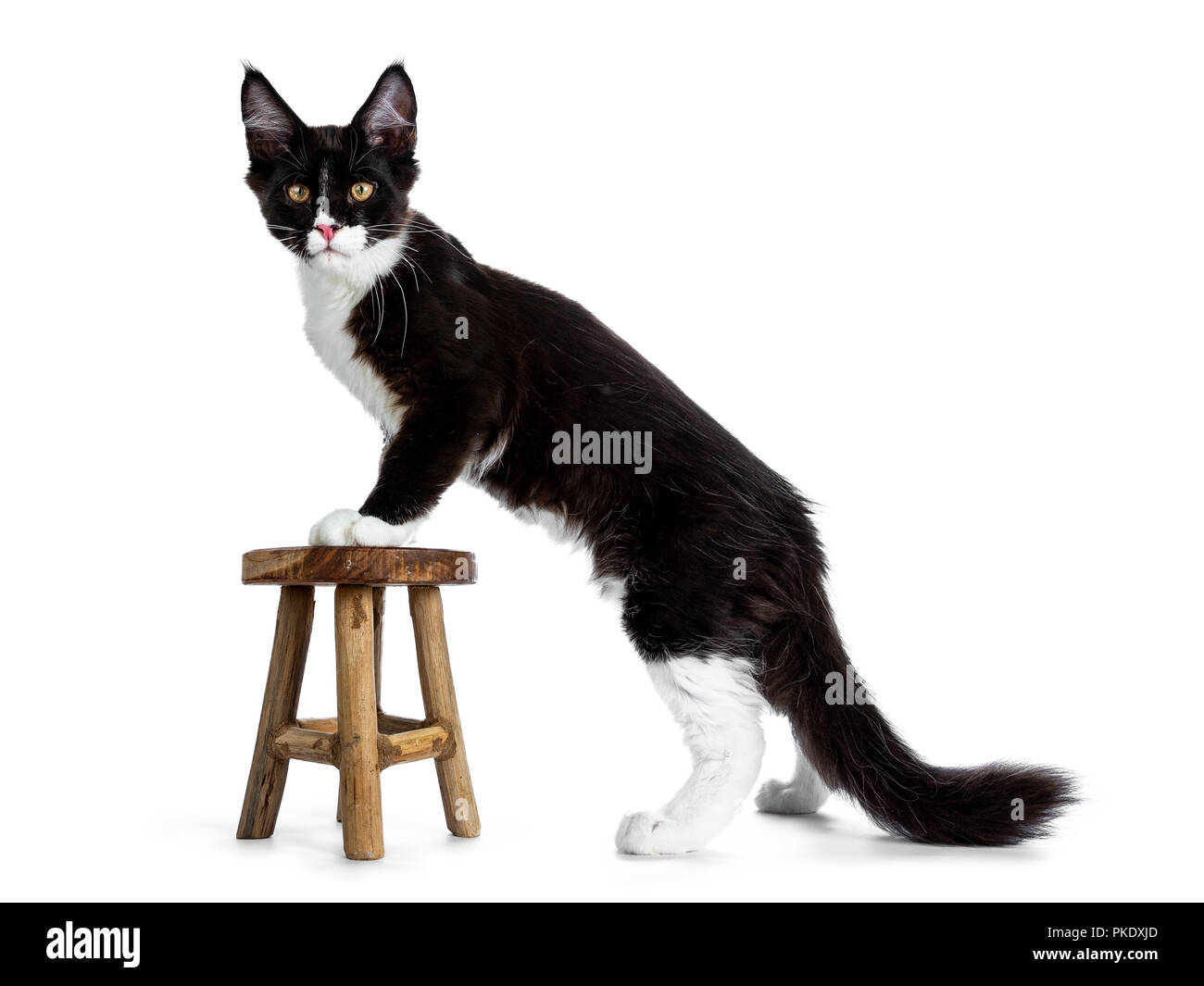 Super cute bat cat, black and white young Maine Coon cat kitten ...