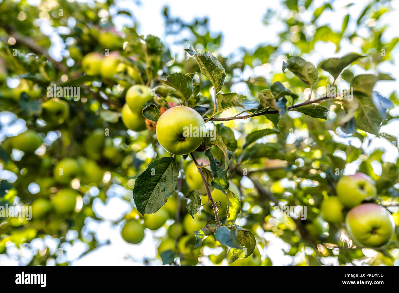 Closeup tree full apples hi-res stock photography and images - Alamy