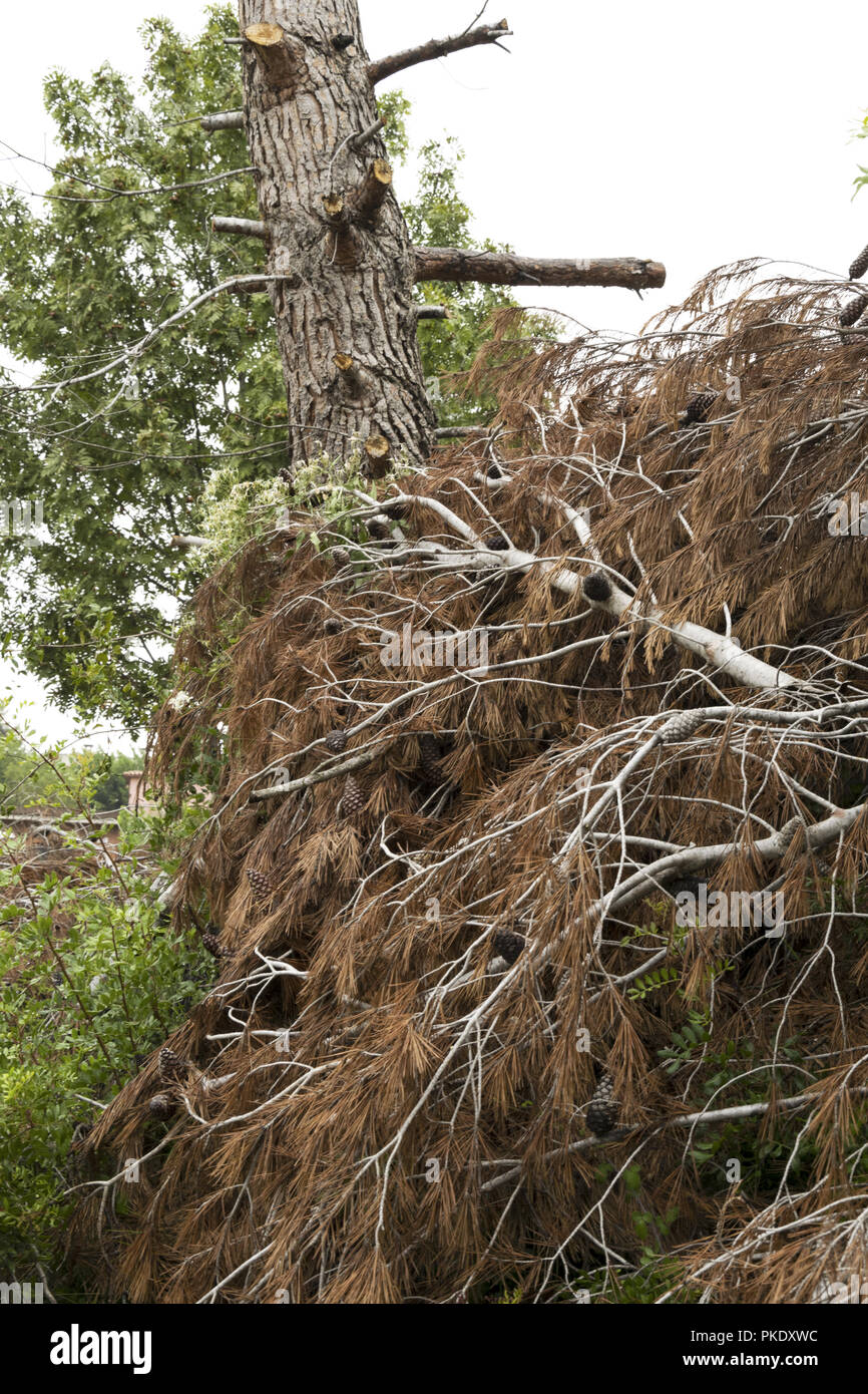 Pine tree pruned in autumn with branches on the ground Stock Photo - Alamy