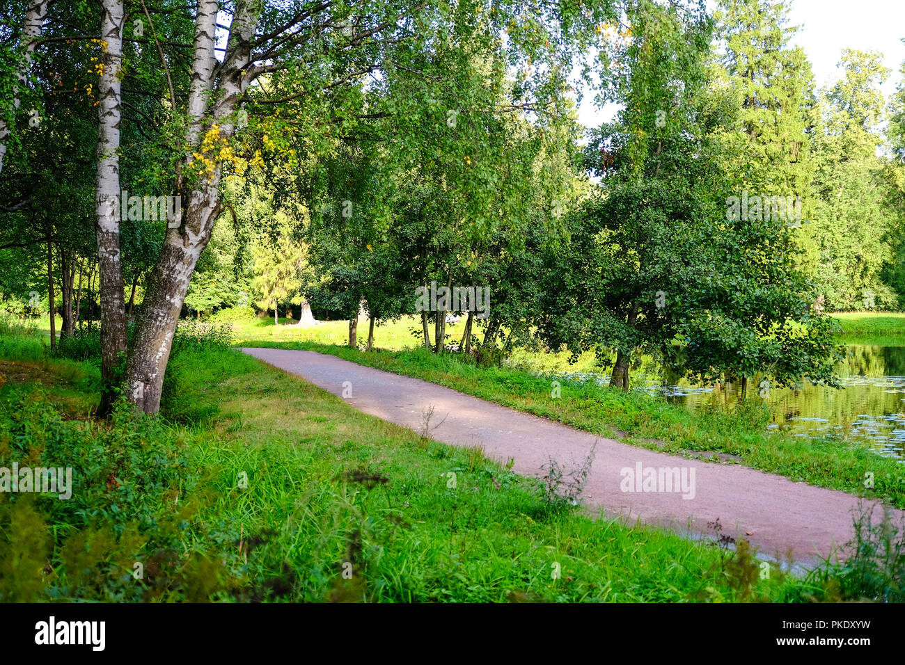 Path in the woods. Forest trail in late summer. Cosy and quiet Park ...