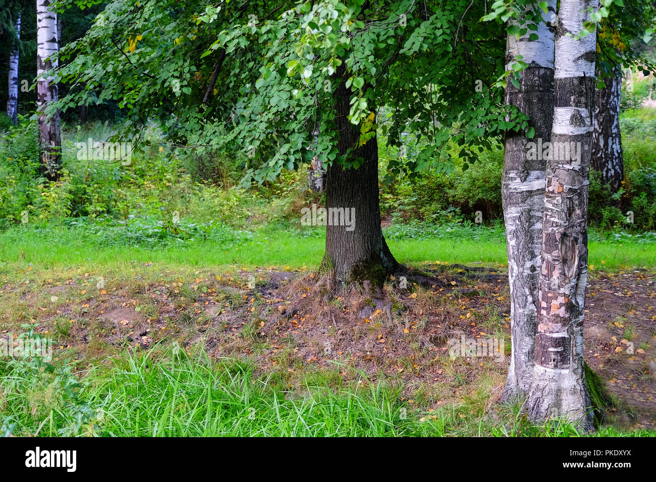Path in the woods. Forest trail in late summer. Cosy and quiet Park ...
