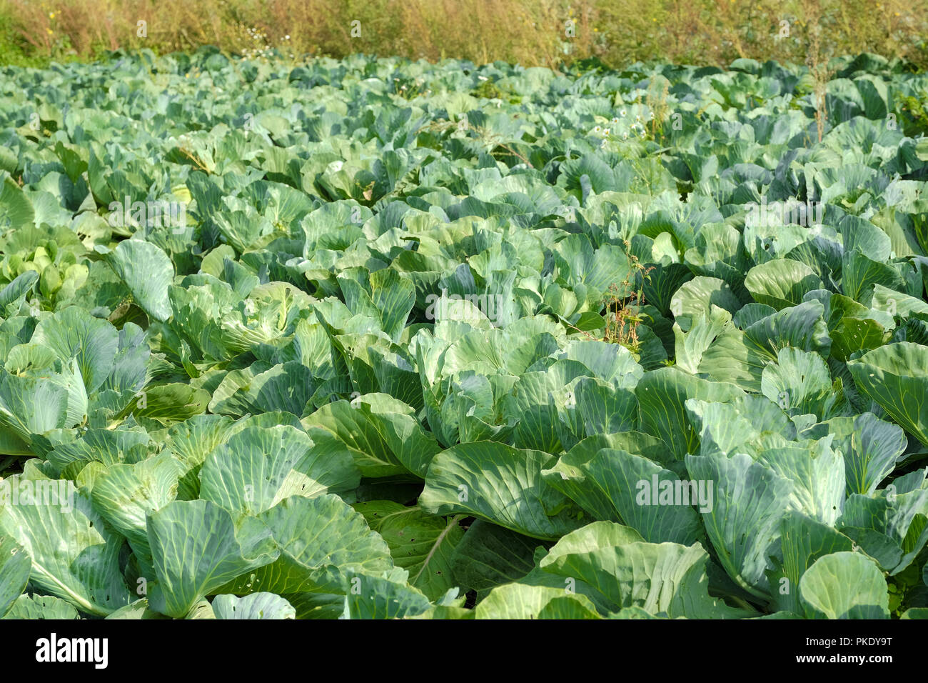 Cabbage plantations hi-res stock photography and images - Alamy