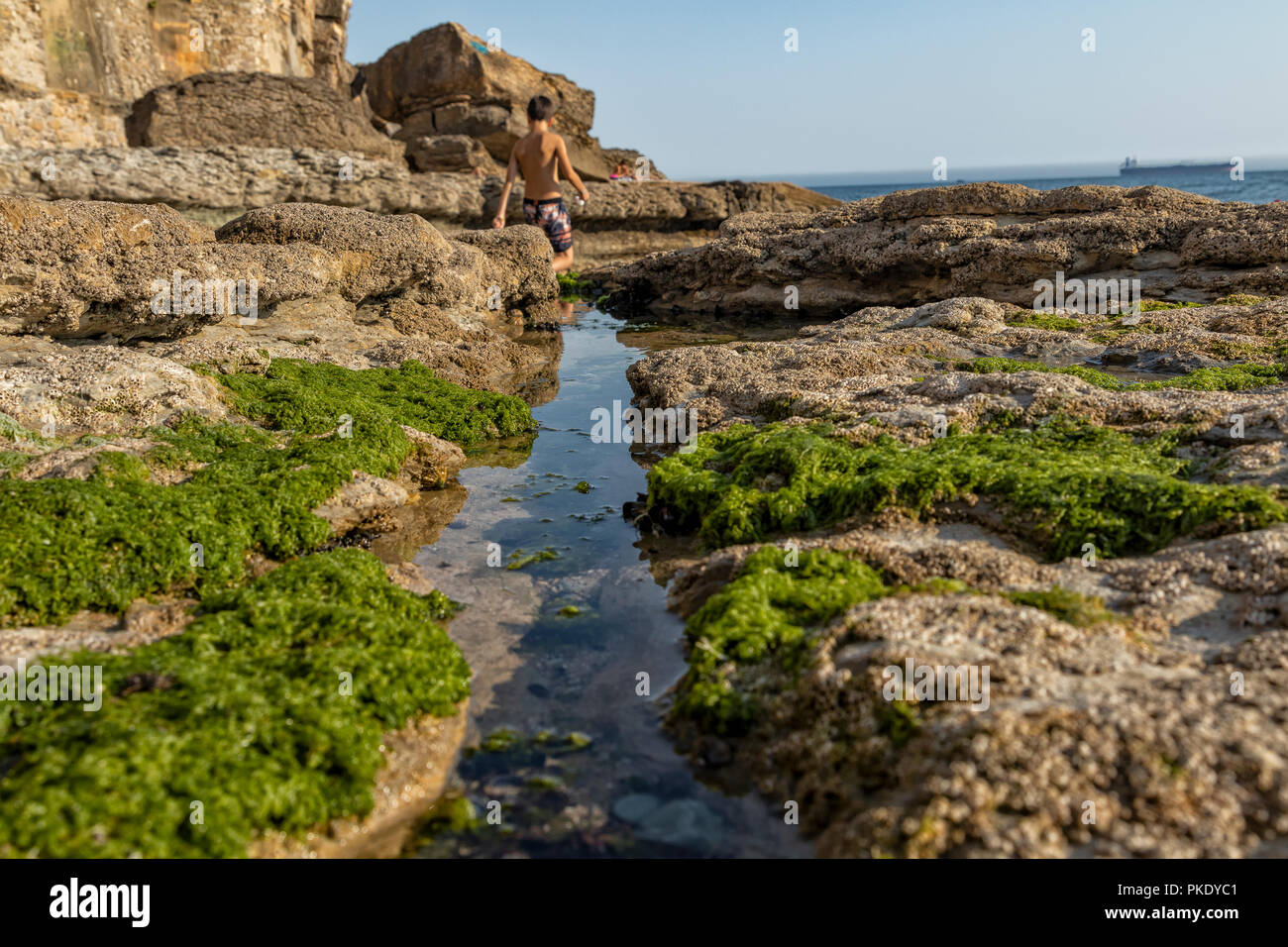 Rocks by the sea, with green algae and marine life. Estoril beach ...
