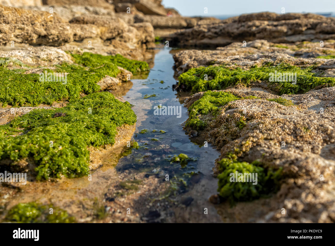 Rocks by the sea, with green algae and marine life. Estoril beach ...