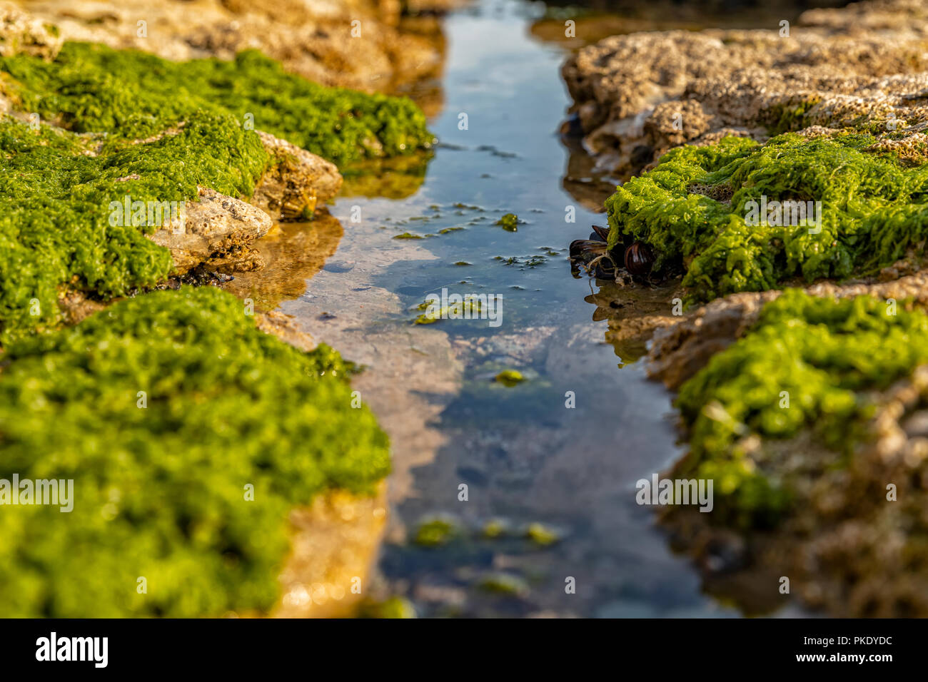 Rocks by the sea, with green algae and marine life. Estoril beach ...