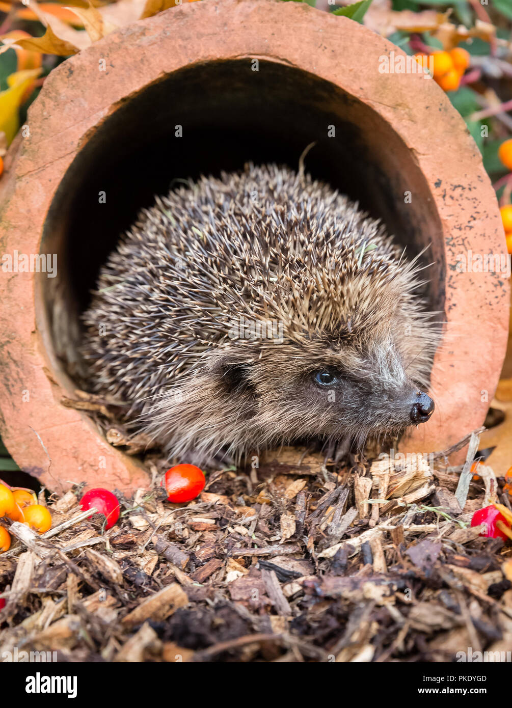 Hedgehog, wild, native, European hedgehog in clay pipe, facing right ...