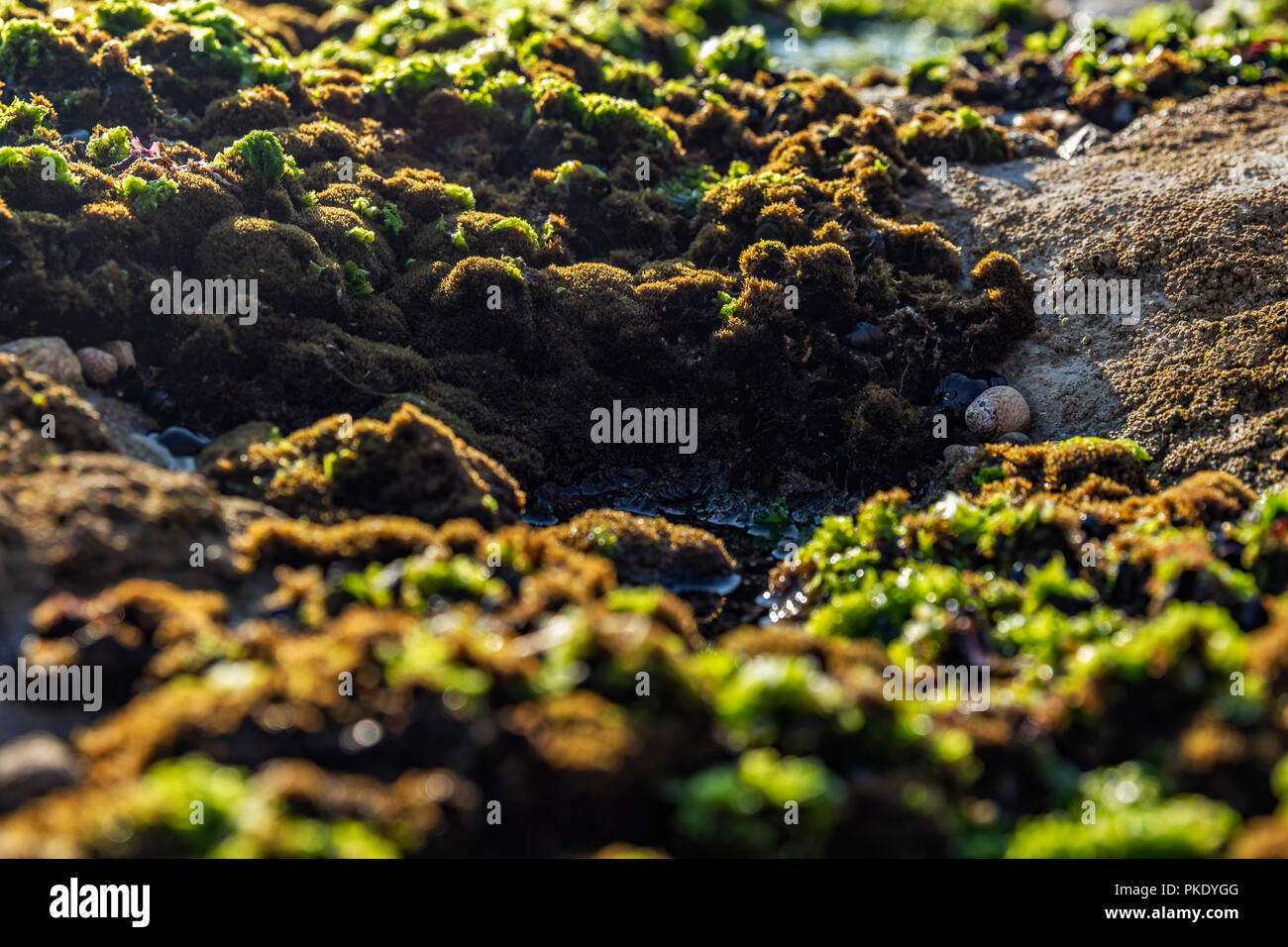 Furbelow seaweed hi-res stock photography and images - Alamy