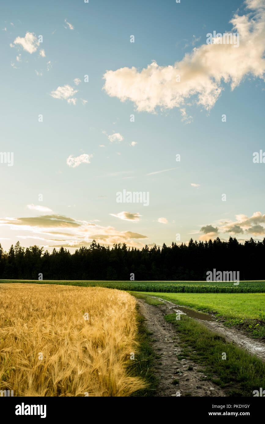 Separated corn hi-res stock photography and images - Alamy